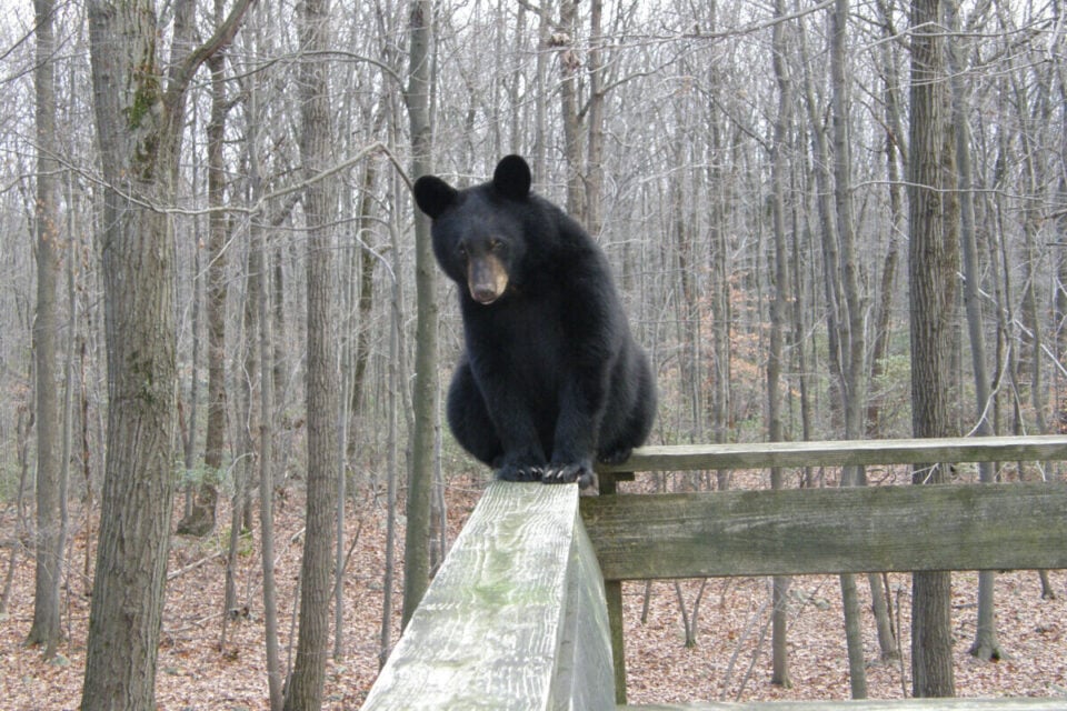 How to Deter Bears from Your Property