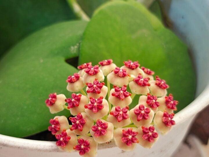How to Get Your Hoya to Bloom - The Stunning Flower You Need to See to ...