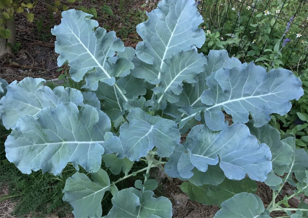 My Brilliant Hack to Protect Plants from Frost and Cold Snaps in the South