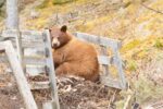 How to Deter Bears from Your Property