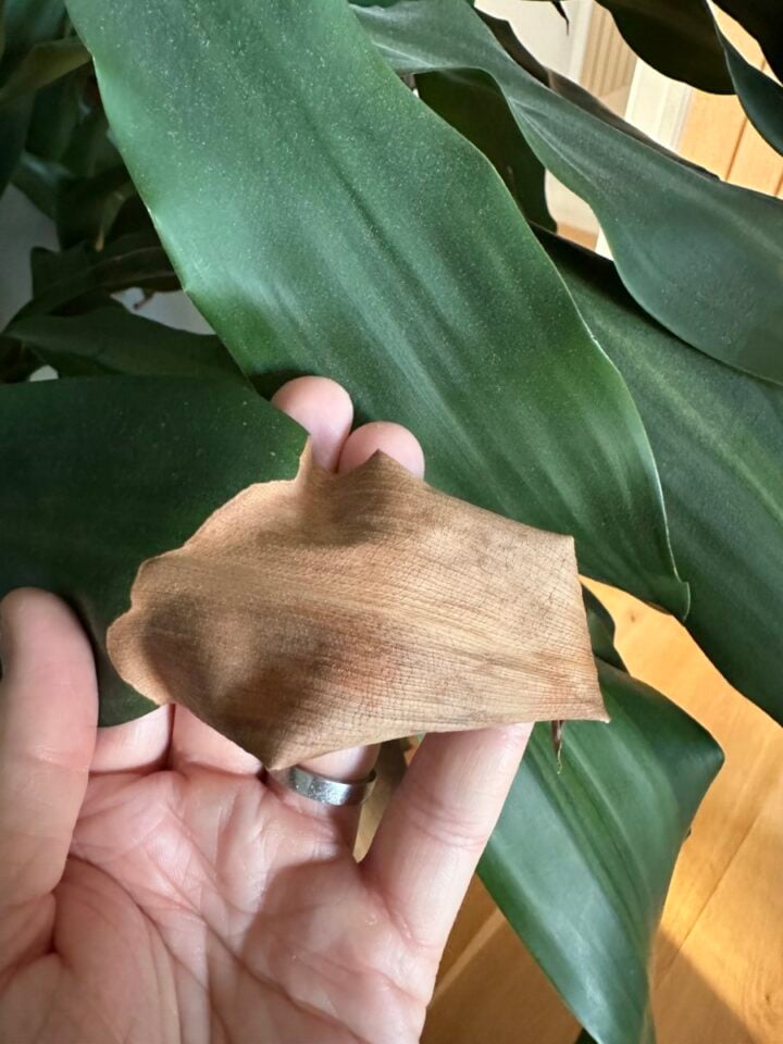 The clever instant fix for brown tips on any houseplant (and how to stop it happening again)