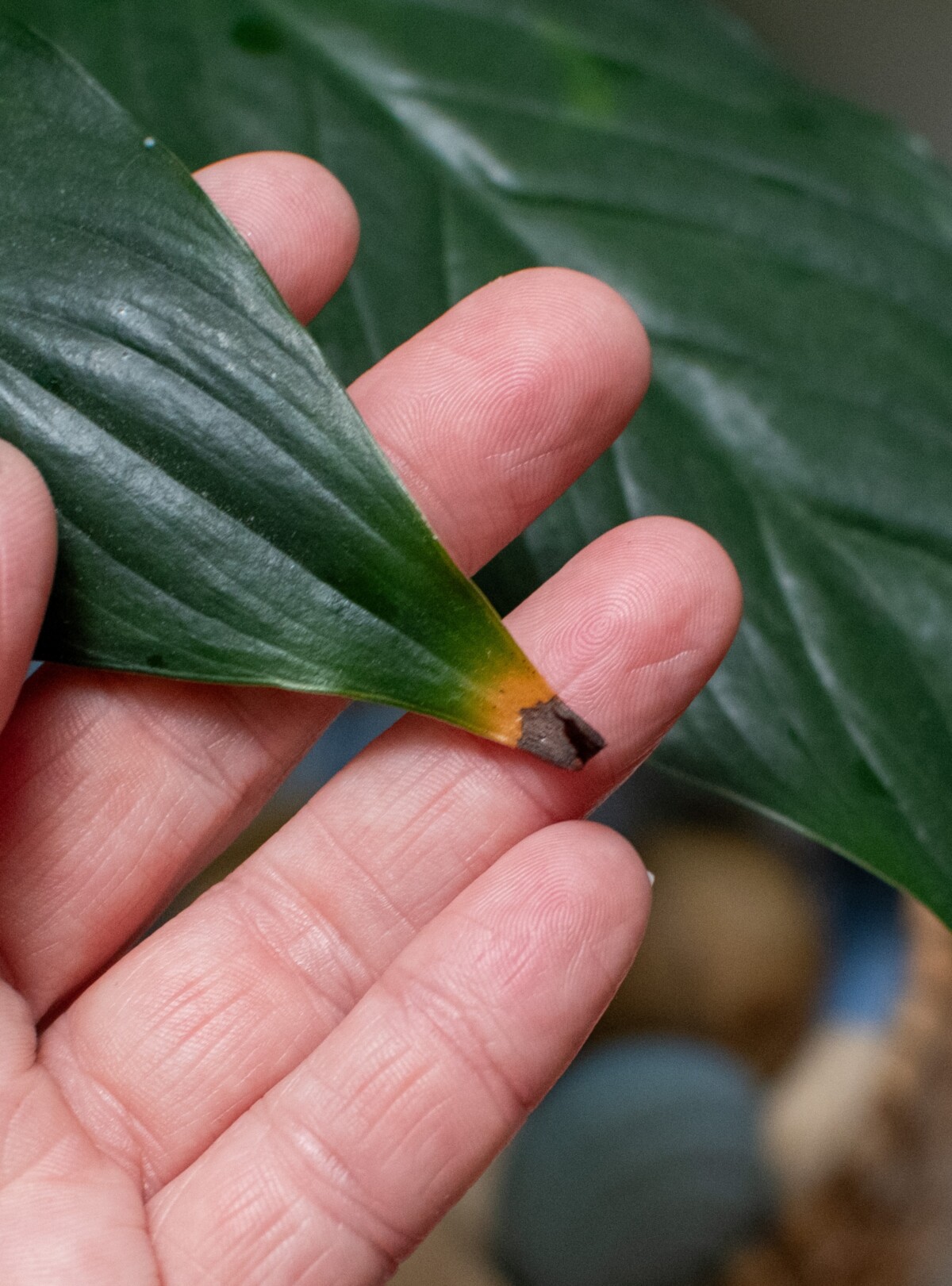 The clever instant fix for brown tips on any houseplant (and how to ...