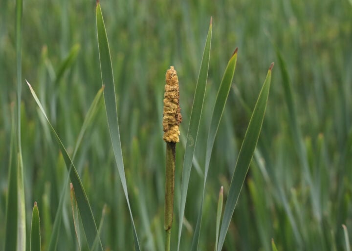 15 Reasons To Forage For Cattail All Year Round