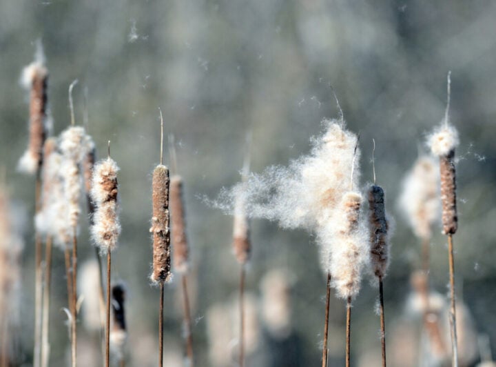 15 Reasons To Forage For Cattail All Year Round