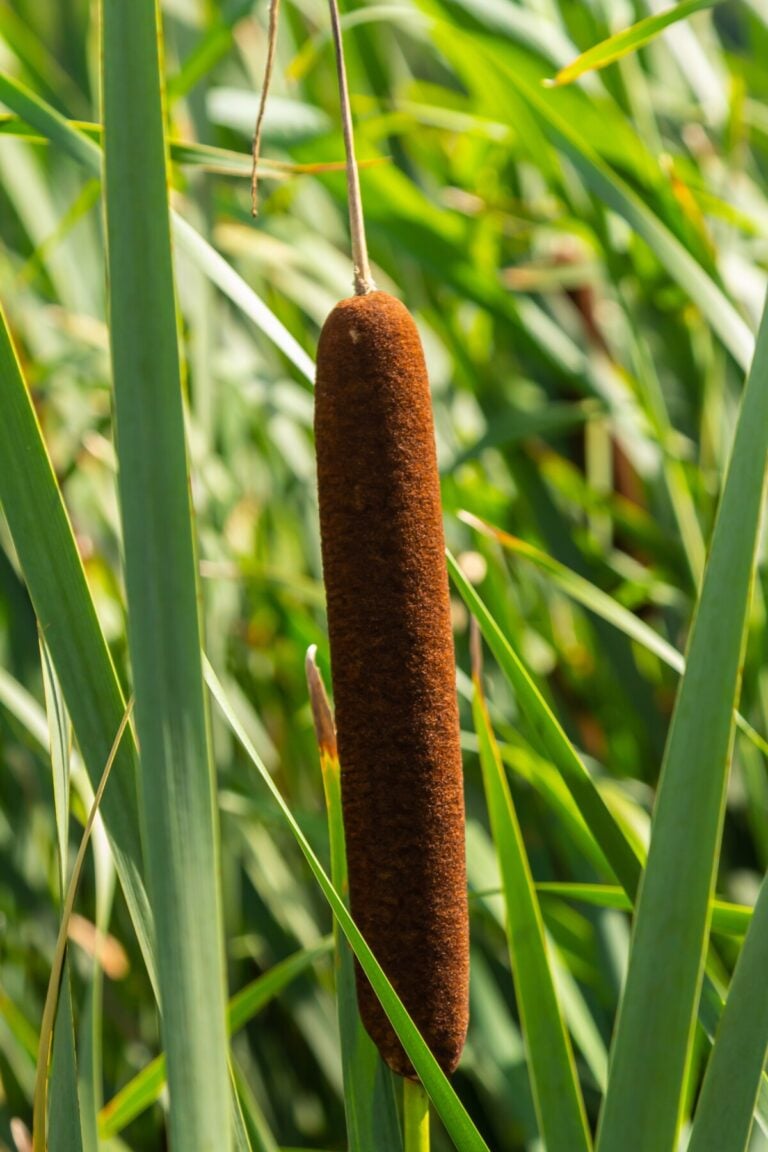 15 Reasons To Forage For Cattail All Year Round