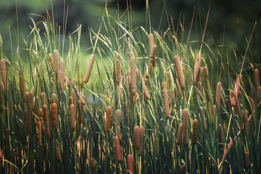 15 Reasons To Forage For Cattail All Year Round