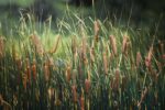 15 Reasons To Forage For Cattail All Year Round