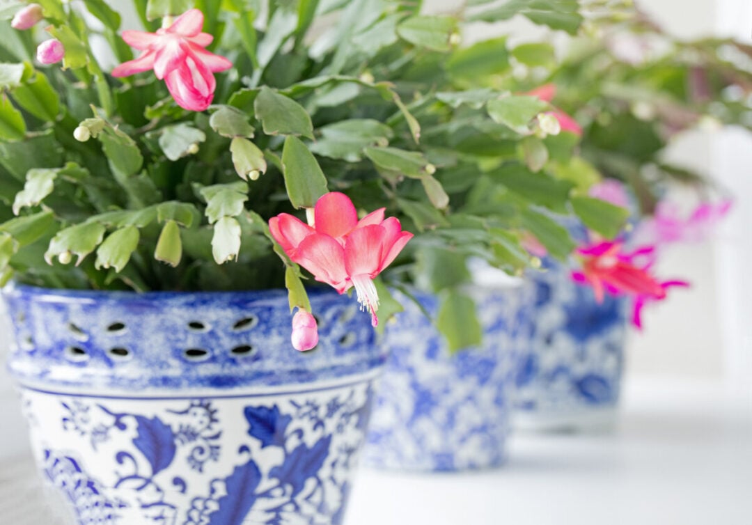 Christmas Cactus - How to ID & Care for Everyone's Favorite Holiday Plant