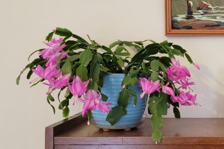 How to Get Your Christmas Cactus to Bloom More Than Once Each Year