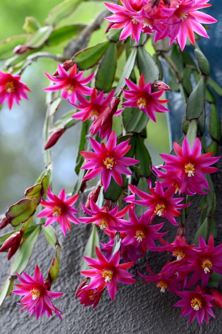 Caring For Easter Cactus – Christmas Cactus's More Stunning Cousin
