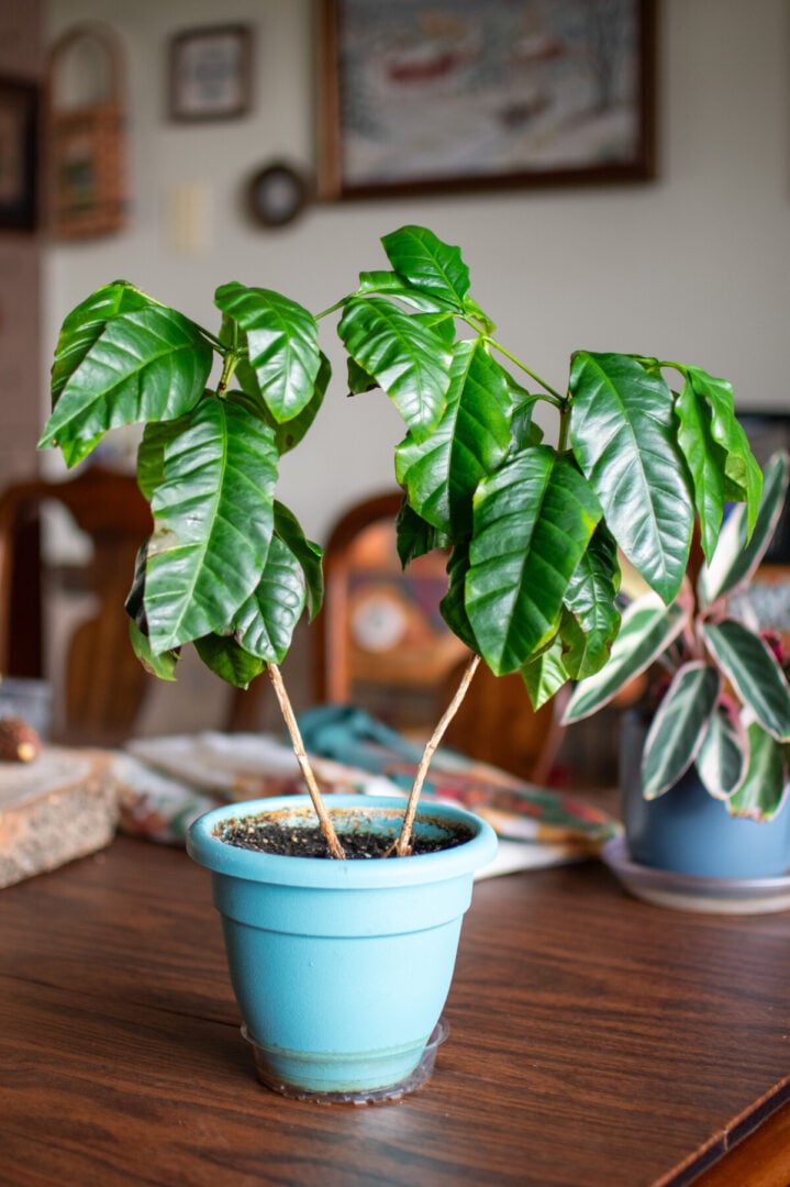 The clever instant fix for brown tips on any houseplant (and how to ...