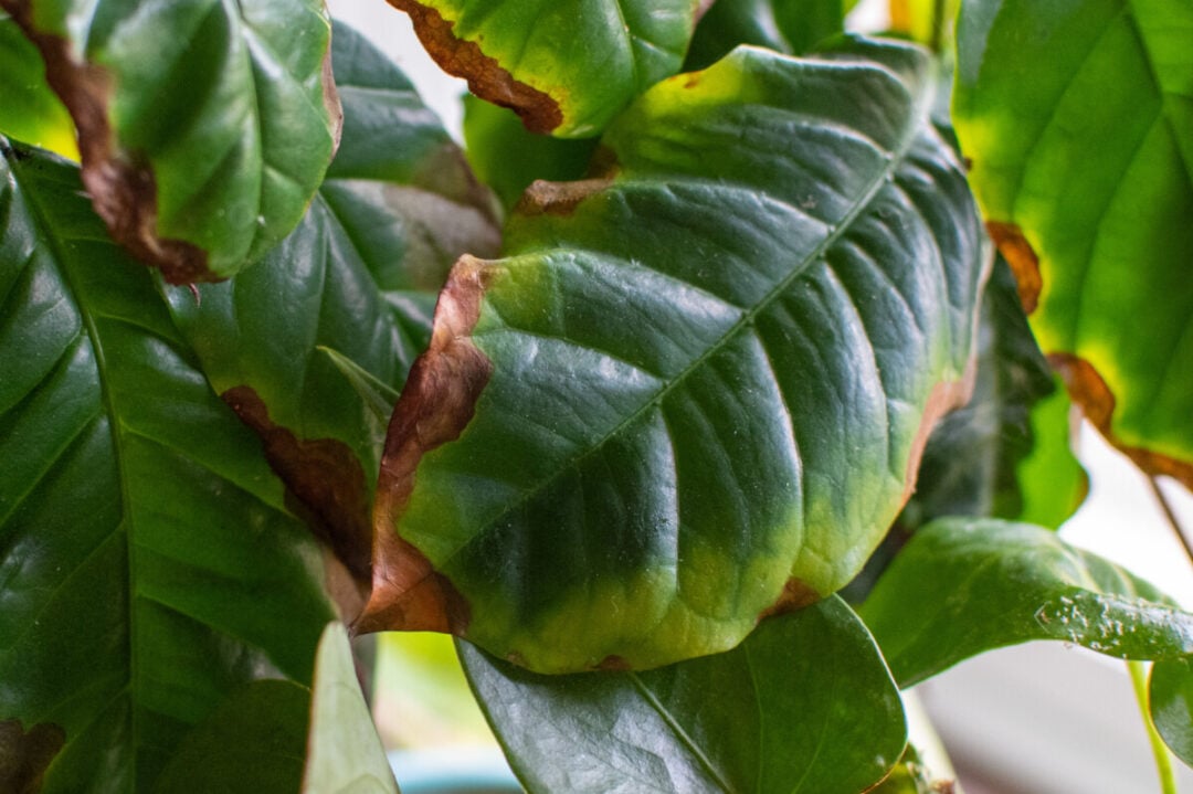 The clever instant fix for brown tips on any houseplant (and how to ...
