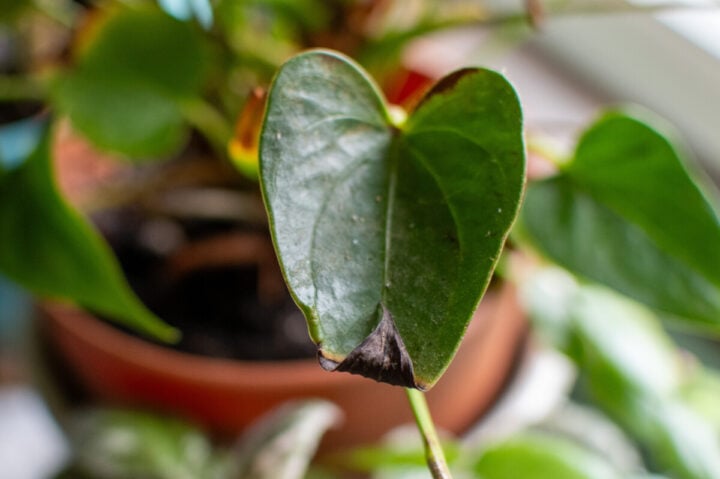 The clever instant fix for brown tips on any houseplant (and how to ...