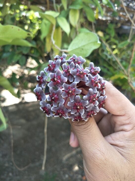 How to Get Your Hoya to Bloom - The Stunning Flower You Need to See to ...