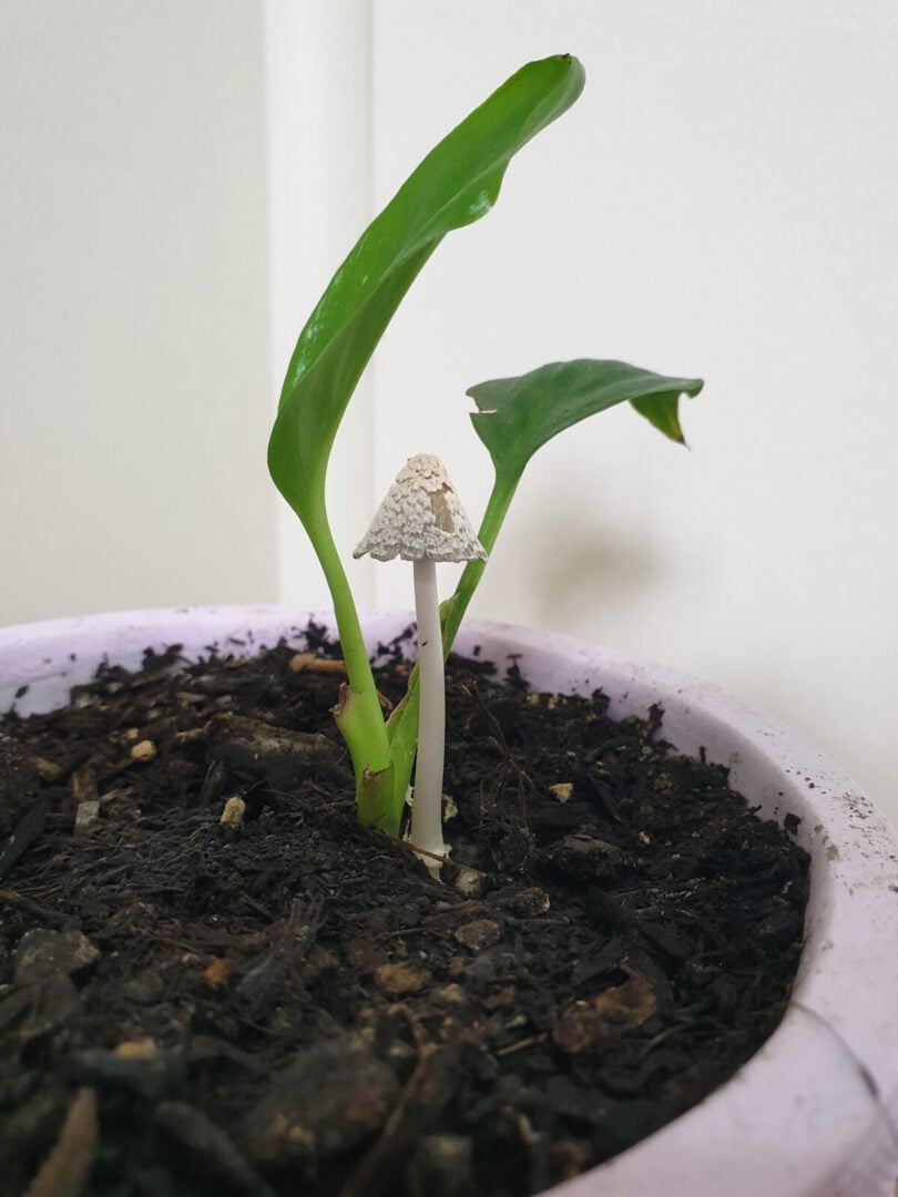 Mushrooms Growing in Houseplant Soil? Here's What You Need to Do About It