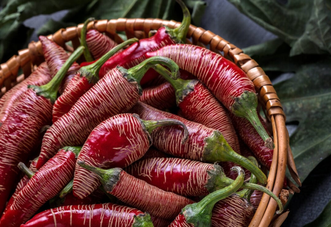 Pepper Corking – What You Need to Know About Woody Lines on Peppers