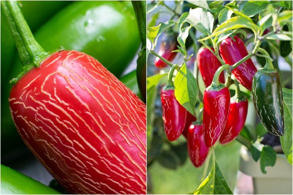 Pepper Corking – What You Need to Know About Woody Lines on Peppers