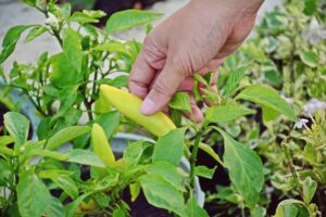 Pepper Corking – What You Need to Know About Woody Lines on Peppers