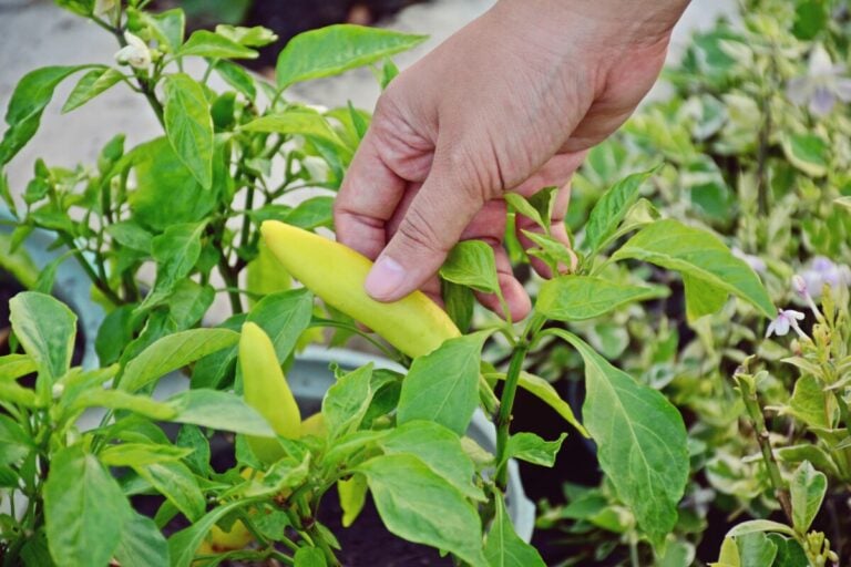 Pepper Corking – What You Need to Know About Woody Lines on Peppers