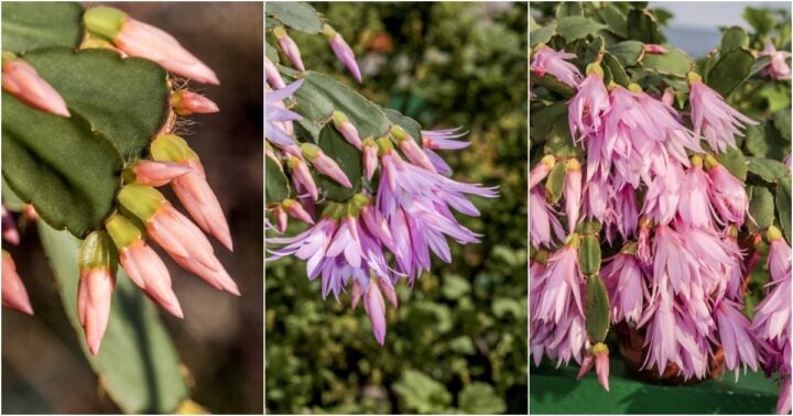 Caring For Easter Cactus – Christmas Cactus's More Stunning Cousin