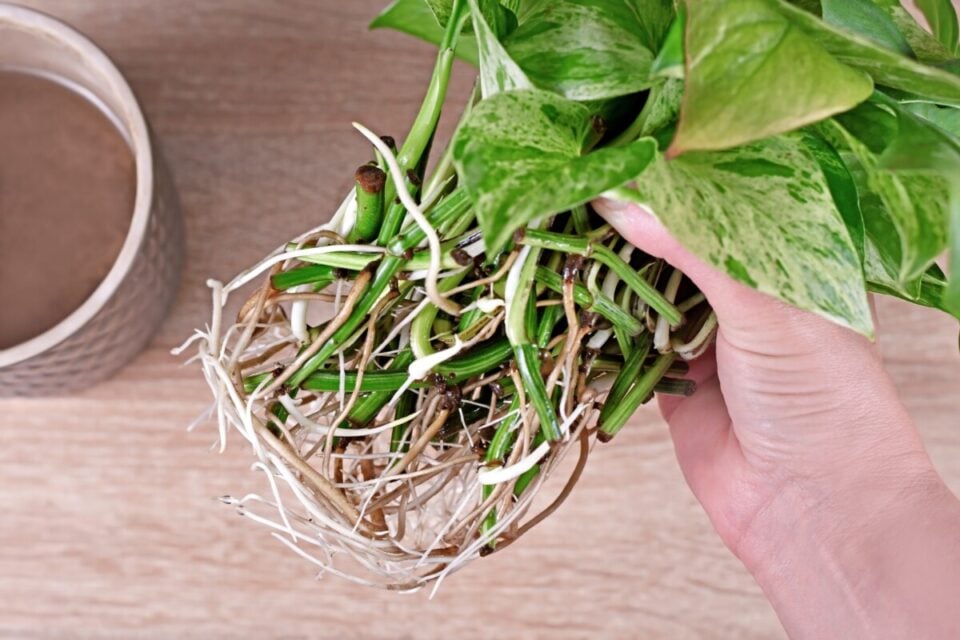 Why I Grow Pothos More Than Any Other Houseplant