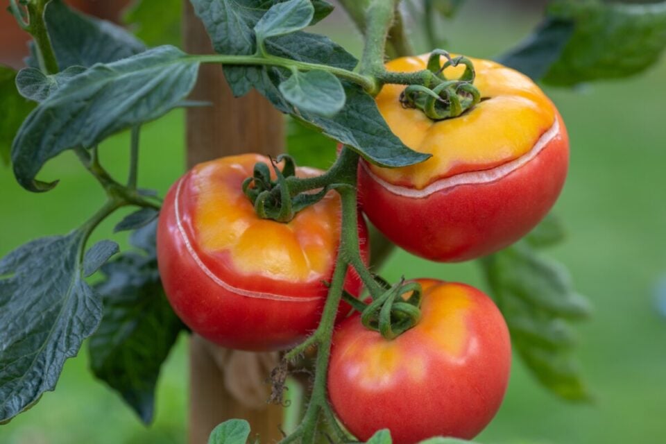 Pepper Corking – What You Need to Know About Woody Lines on Peppers