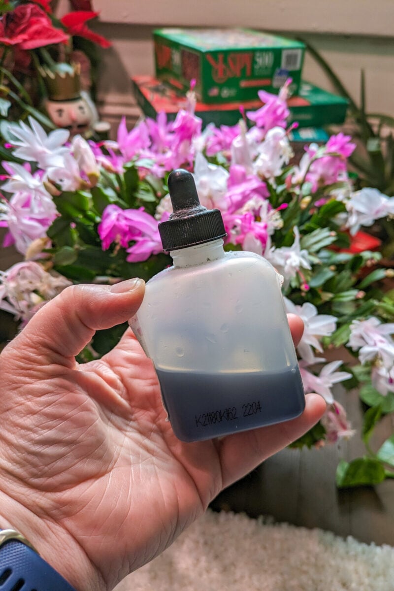 My Surprising Fertilizer For A Super Blooming Christmas Cactus Every Year