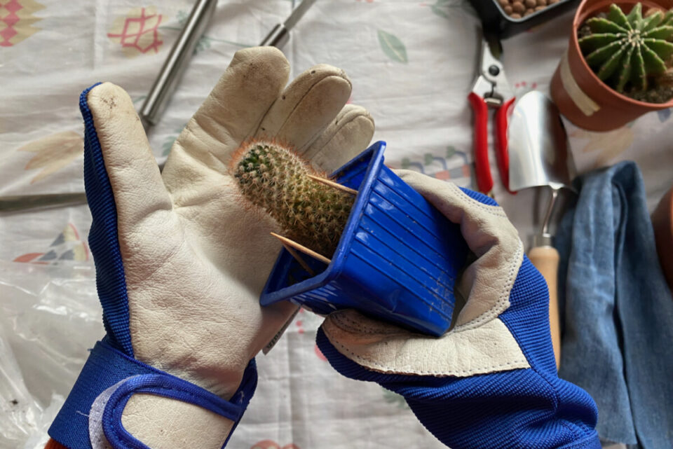 My Favorite Tips for Painless Cactus Repotting