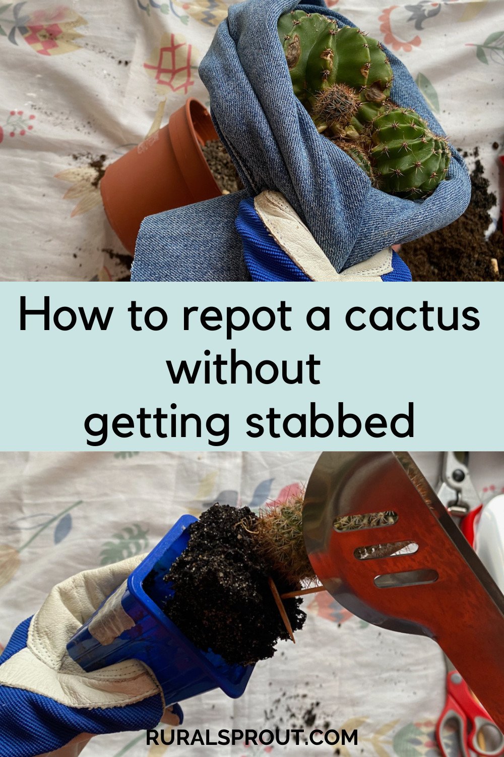 My Favorite Tips for Painless Cactus Repotting