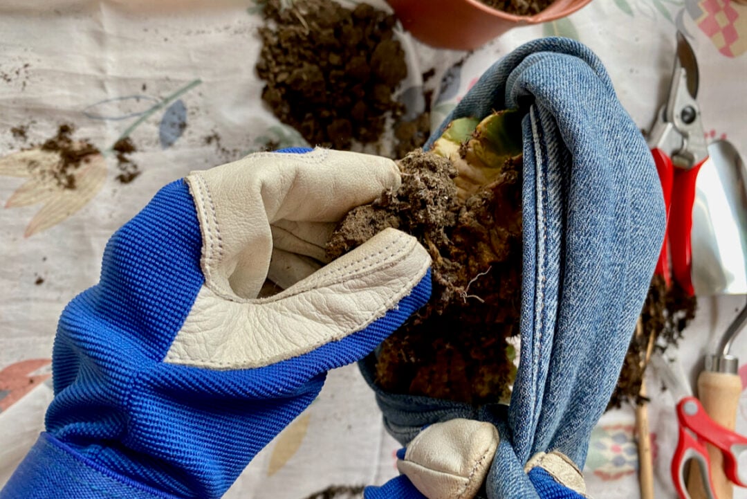 My Favorite Tips for Painless Cactus Repotting