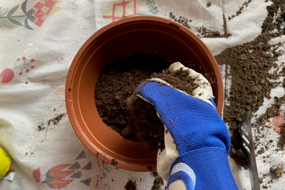 My Favorite Tips for Painless Cactus Repotting