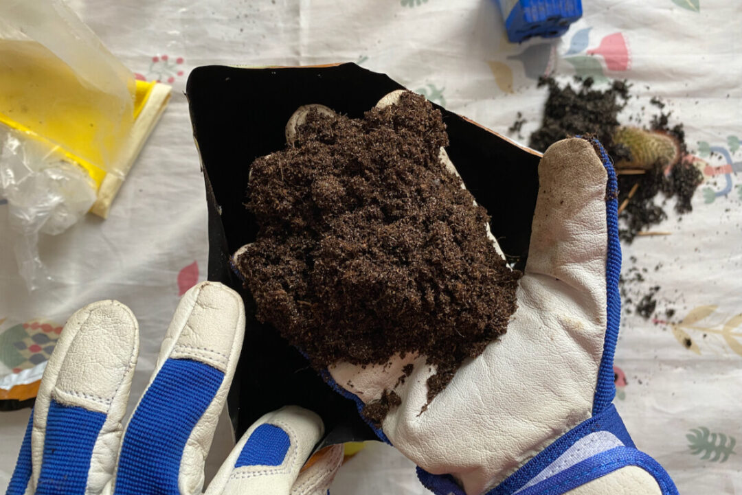 My Favorite Tips for Painless Cactus Repotting