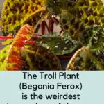 Begonia Ferox - The Weirdest Houseplant of 2024 & How To Care For It