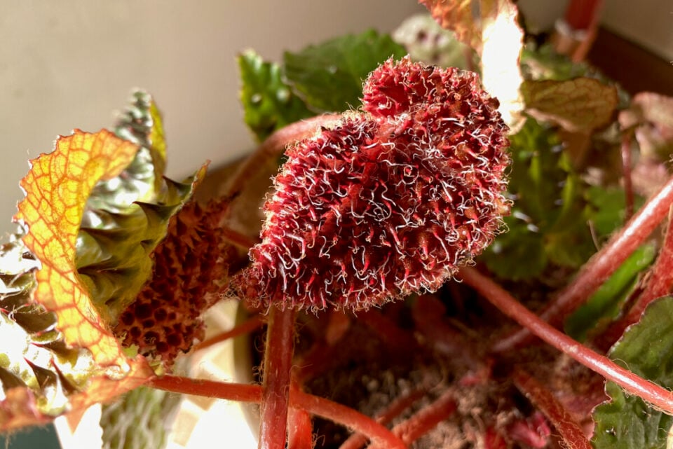 Begonia Ferox - The Weirdest Houseplant of 2024 & How To Care For It