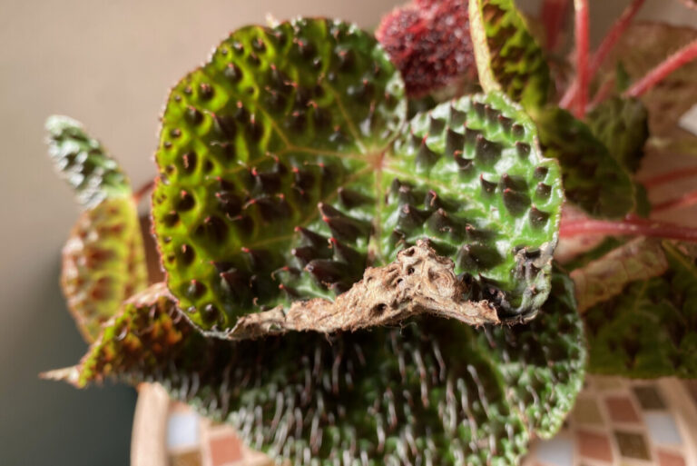 Begonia Ferox - The Weirdest Houseplant of 2024 & How To Care For It