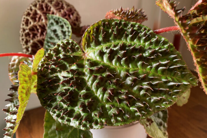 Begonia Ferox - The Weirdest Houseplant of 2024 & How To Care For It