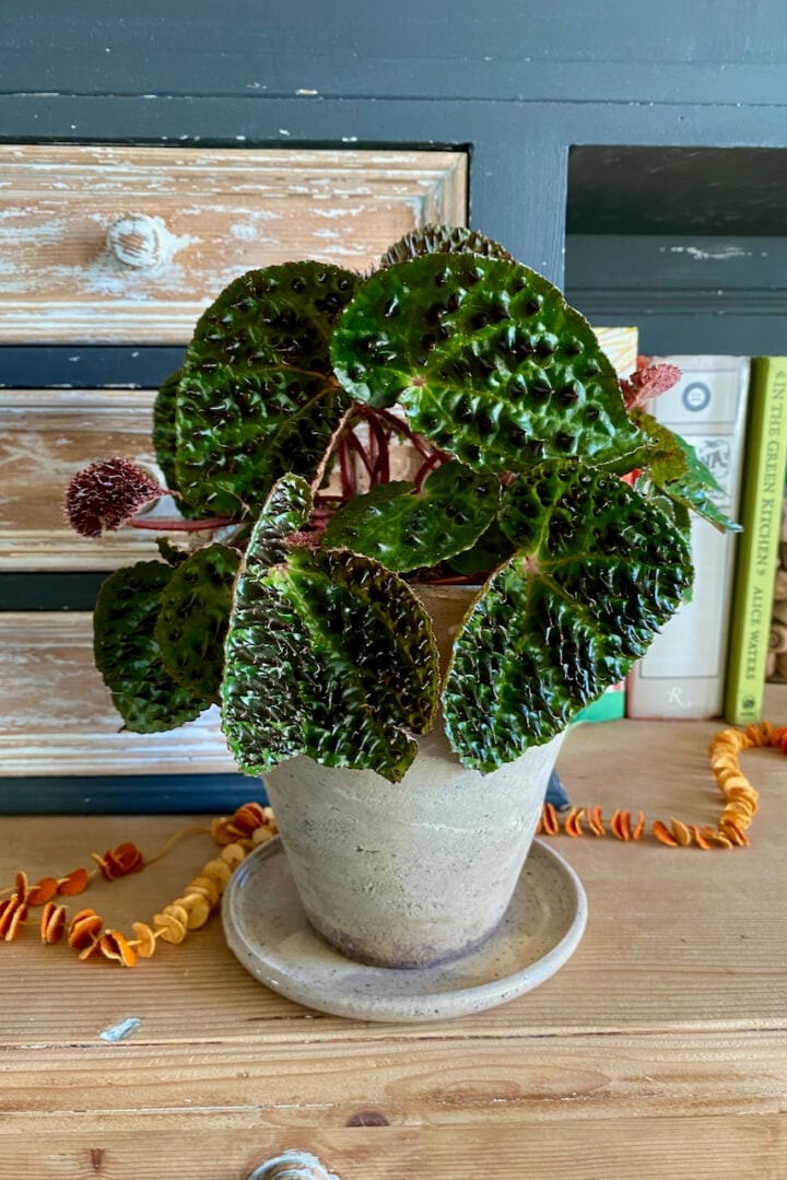 Begonia Ferox - The Weirdest Houseplant of 2024 & How To Care For It