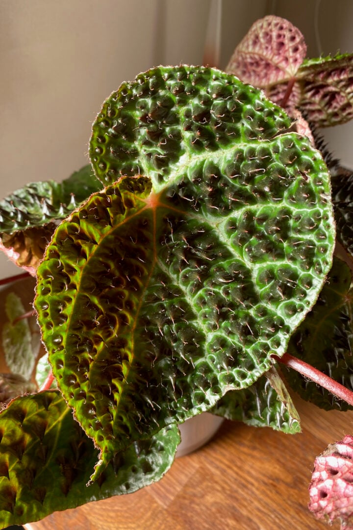 Begonia Ferox - The Weirdest Houseplant of 2024 & How To Care For It