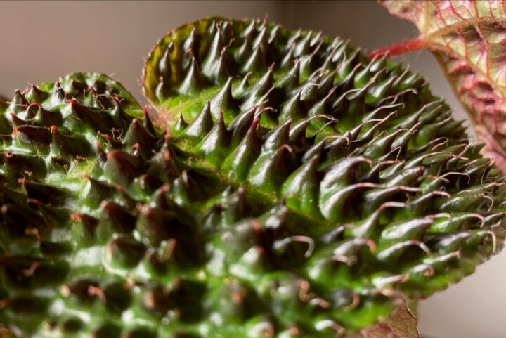 Begonia Ferox - The Weirdest Houseplant of 2024 & How To Care For It