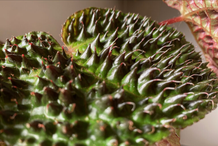 Begonia Ferox - The Weirdest Houseplant of 2024 & How To Care For It