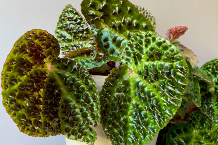 Begonia Ferox - The Weirdest Houseplant of 2024 & How To Care For It