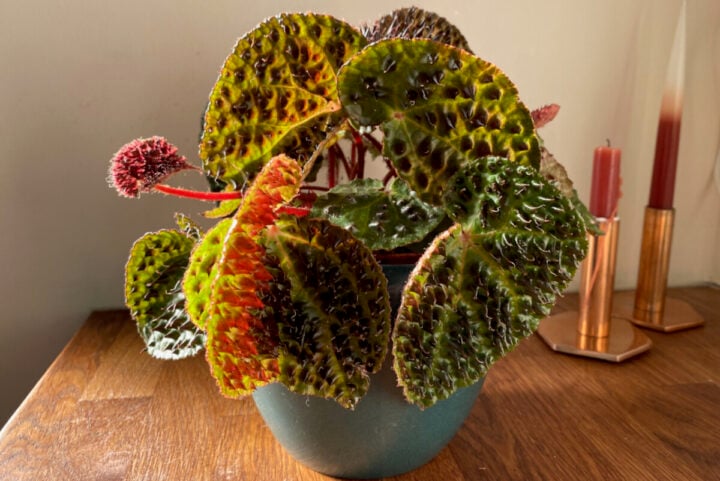 Begonia Ferox - The Weirdest Houseplant of 2024 & How To Care For It