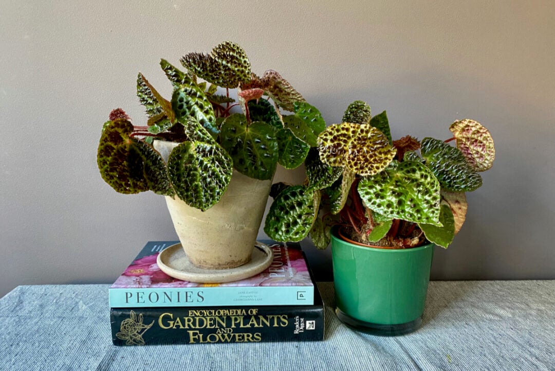 Begonia Ferox - The Weirdest Houseplant of 2024 & How To Care For It