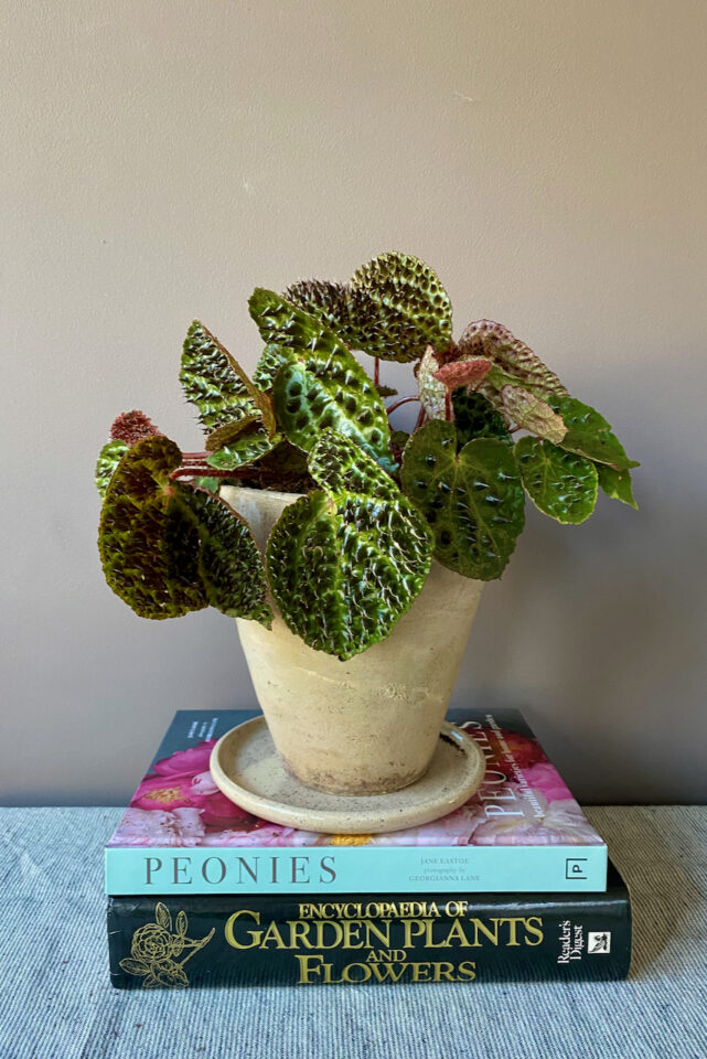 Begonia Ferox - The Weirdest Houseplant of 2024 & How To Care For It