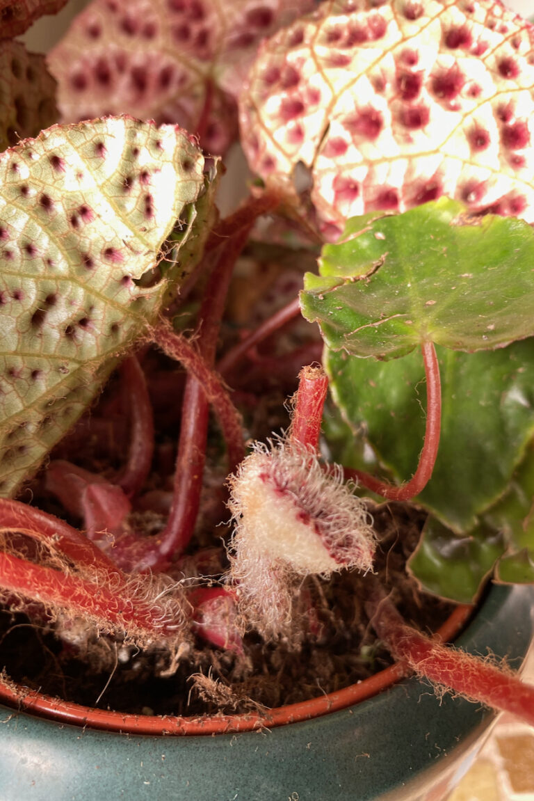 Begonia Ferox - The Weirdest Houseplant of 2024 & How To Care For It