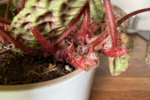 Begonia Ferox - The Weirdest Houseplant of 2024 & How To Care For It