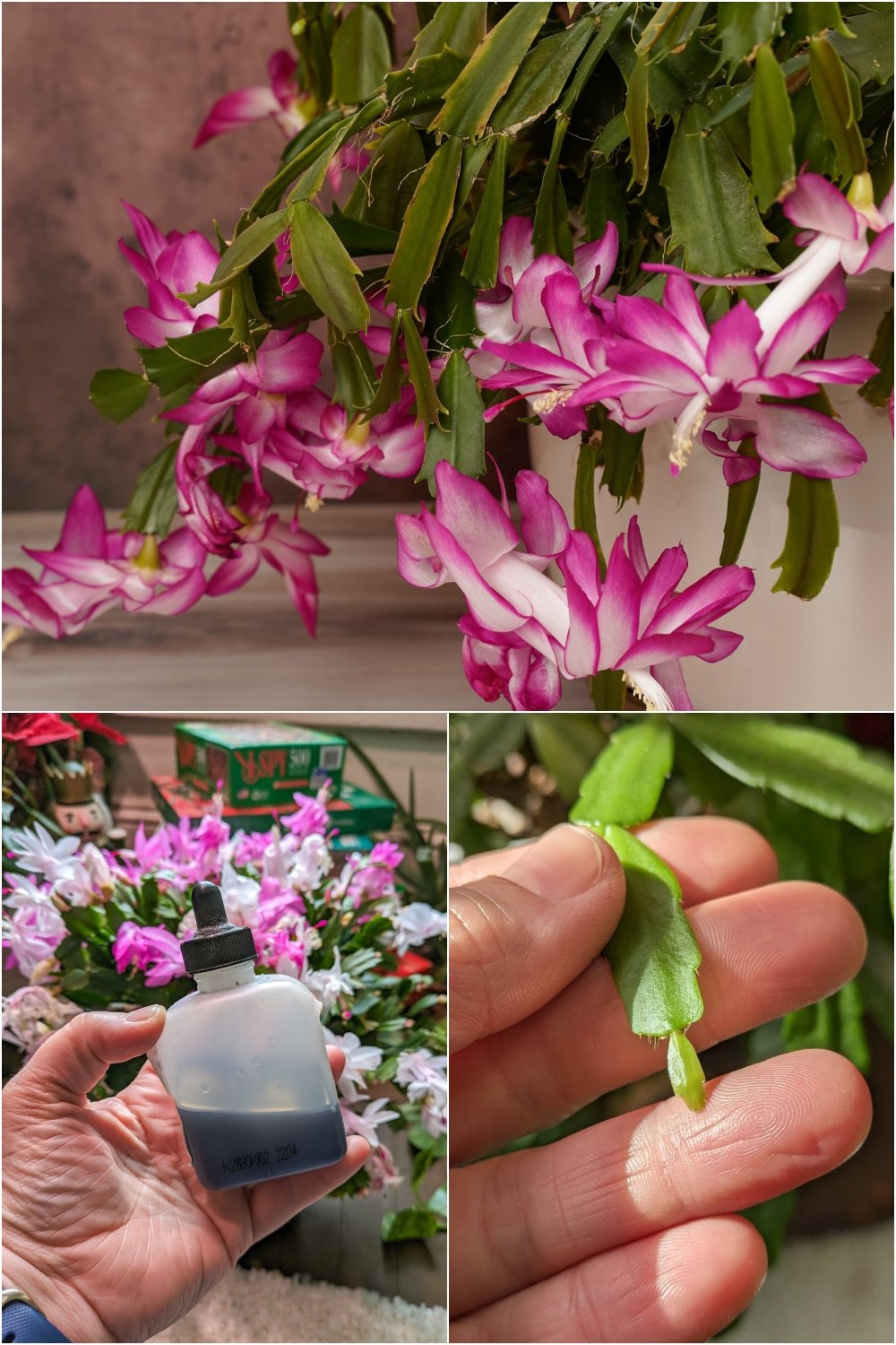 My Surprising Fertilizer For A Super Blooming Christmas Cactus Every Year