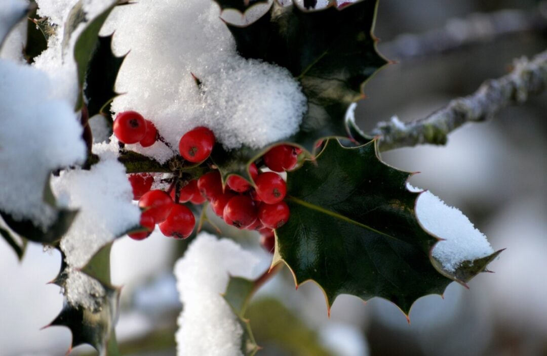 The Weird Reason Holly Gets Super Spiky + 3 More Cool Things About Holly