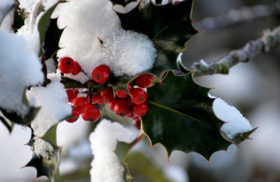 The Weird Reason Holly Gets Super Spiky + 3 More Cool Things About Holly