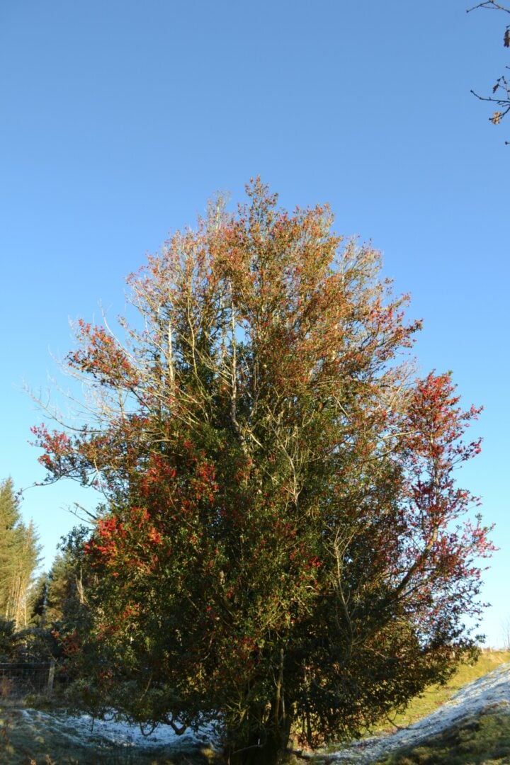 The Weird Reason Holly Gets Super Spiky + 3 More Cool Things About Holly